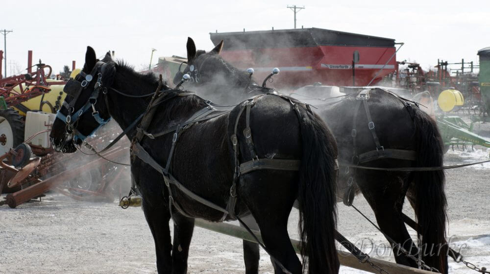 Picturing The Amish – Q&A with Photographer Don Burke (Part 2) - Amish ...