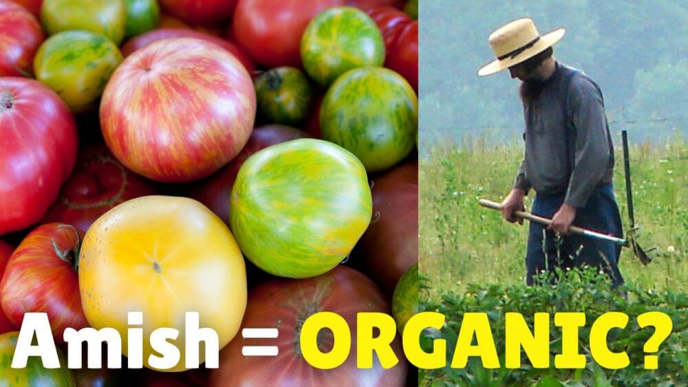 5 Surprising Facts About The Amish & Food - Amish America