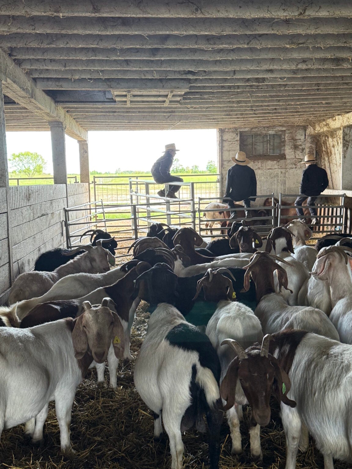 Amish Auction Crowd: 12 More Photos - Amish America