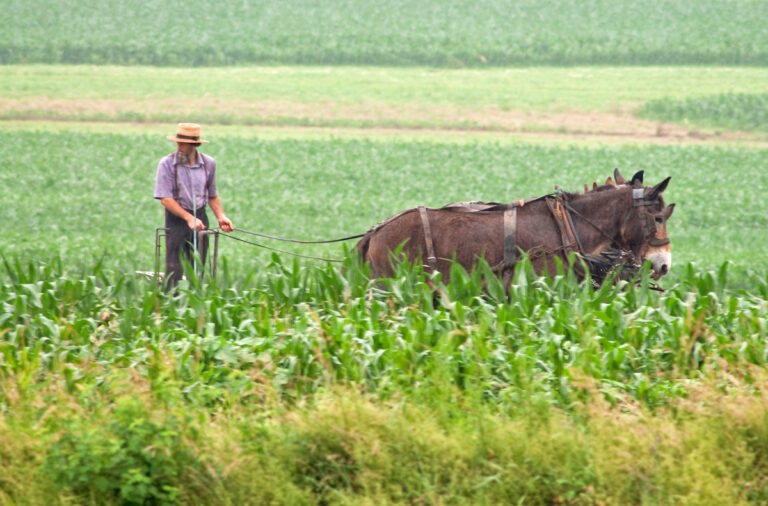 Amish Jobs: Six Ways The Amish Make Money - Amish America