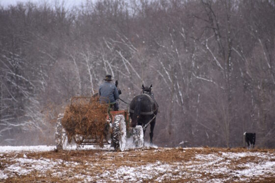 The Amish Population 2025: All 32 States Ranked Largest to Smallest ...