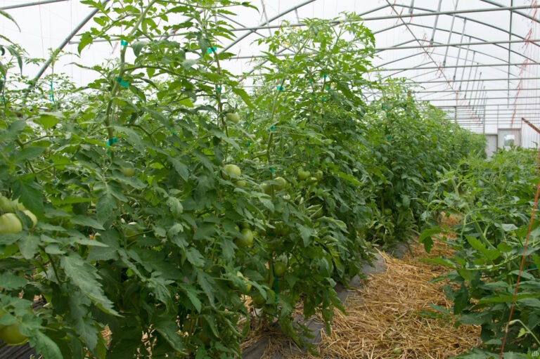 A Visit To An Amish Produce Stand & (Nearly) Year-Round Greenhouse – 23 ...