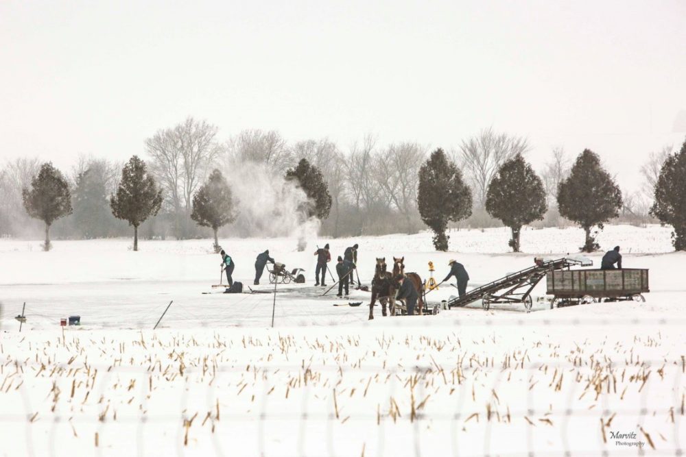 A Dozen Amishmen Collect Ice From A Frozen Pond (14 Photos) - Amish America