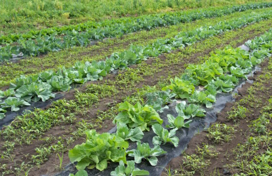A Visit To An Amish Produce Stand & (Nearly) Year-Round Greenhouse – 23 ...