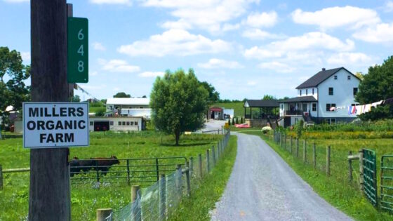 The Amos Miller Raw Milk Story: A Closer Look - Amish America