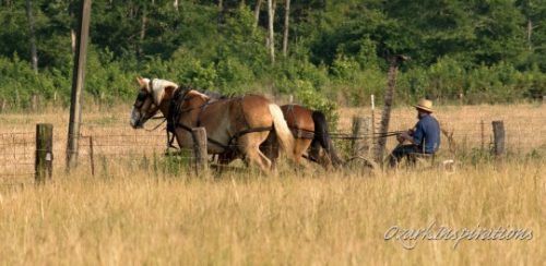 A Visit to the Amish of Ethridge, Tennessee (29 Photos) - Amish America