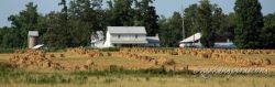 A Visit to the Amish of Ethridge, Tennessee (29 Photos) - Amish America