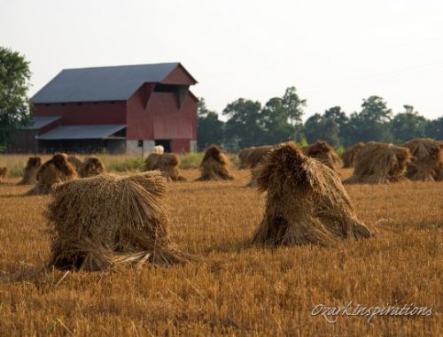 A Visit to the Amish of Ethridge, Tennessee (29 Photos) - Amish America