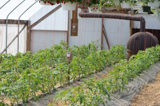 A Visit To An Amish Produce Stand & (Nearly) Year-Round Greenhouse – 23 ...