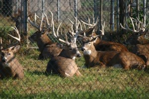 The Amish and Deer Farming - Amish America